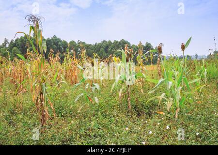 Mixed crop farming of Finger millet (Eleusine coracana) and Maize (Zea ...