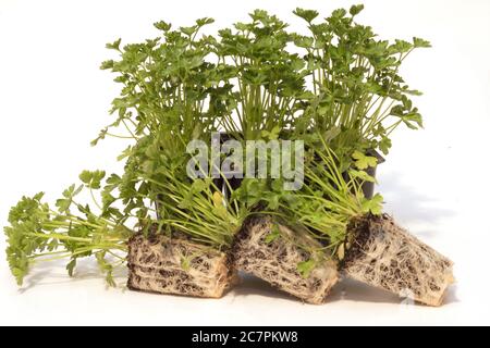 Closeup shot of parsley seedlings with roots isolated on a white ...