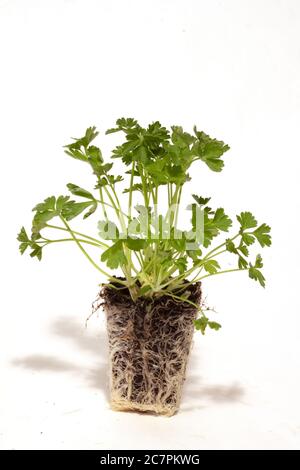 Closeup shot of parsley seedlings with roots isolated on a white ...