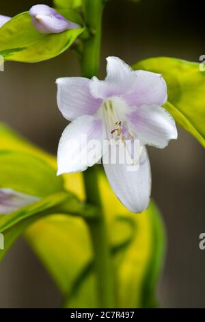 Hardy, Perennials, Plant, Hostas, Plantain Lily, Garden Stock Photo - Alamy