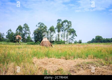 Mixed crop farming of Finger millet (Eleusine coracana) and Maize (Zea ...