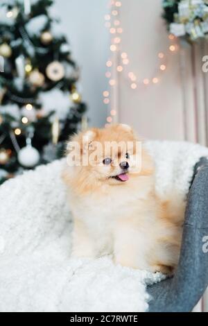 Pomeranian Spitz dog puppy with New Year ball Stock Photo - Alamy