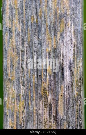 Paper wasp tracks Stock Photo - Alamy