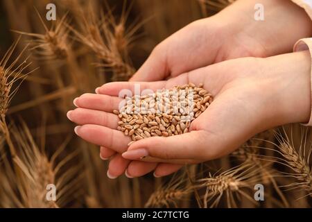 Female farmer with heap of grains in wheat field Stock Photo - Alamy