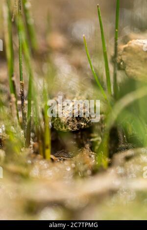 Bullfrog sitting pond slime in a swamp Stock Photo - Alamy