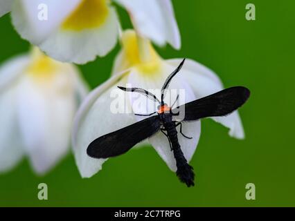 Grapeleaf Skeletonizer Moth (Harrisina americana Stock Photo - Alamy