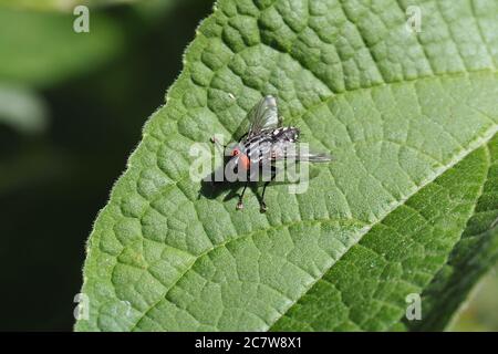 common flesh fly, Graue Fleischfliege, mouche grise de la viande ...