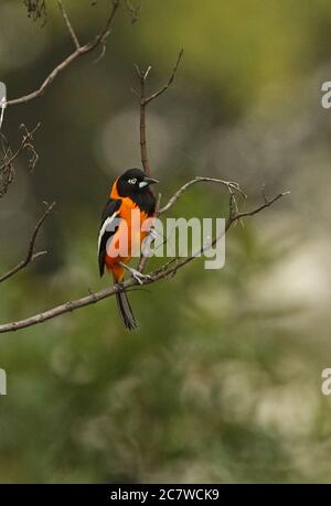 Venezuelan Troupial (Icterus icterus) adult perched on branch Bogota ...