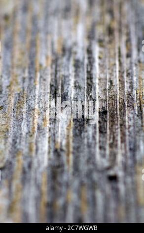 Paper wasp tracks Stock Photo - Alamy