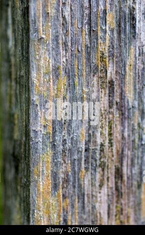Paper wasp tracks Stock Photo - Alamy