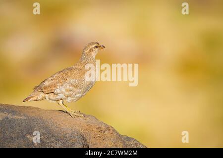 Cute yellow Partridge. Yellow nature background. Bird: See see ...