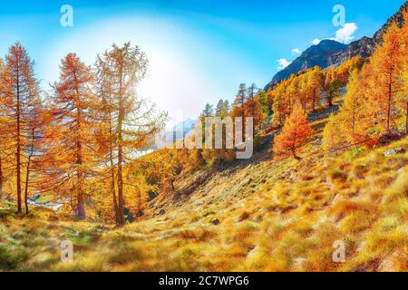 Dramatic autumn scene over Sils im Engadin (Segl) village. Location ...