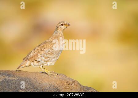 Partridge. Yellow nature background. Bird: See see Partridge ...