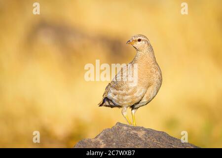 Cute yellow Partridge. Yellow nature background. Bird: See see ...