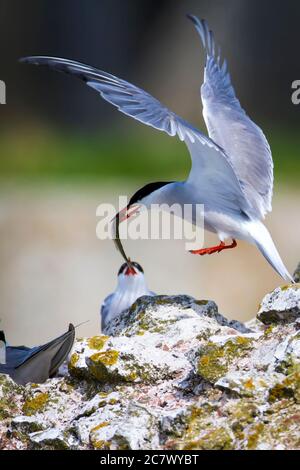 Cute bird tern. Bird nest. Colorful nature background. Bird: Common ...