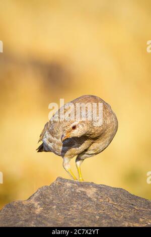 Cute yellow Partridge. Yellow nature background. Bird: See see ...