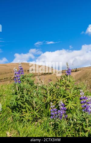Field of Lupinus mutabilis, species of lupin grown in the Andes, mainly ...