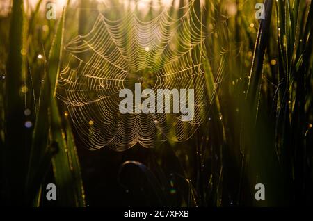 cobwebs in the morning mist. Juicy greens Stock Photo - Alamy