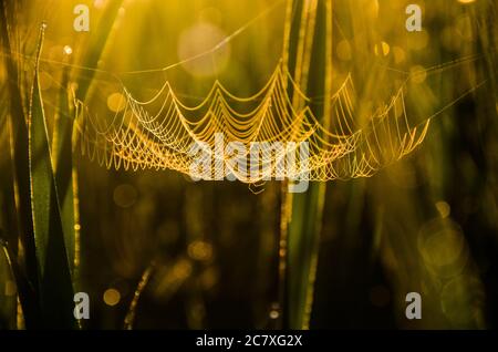 cobwebs in the morning mist. Juicy greens Stock Photo - Alamy