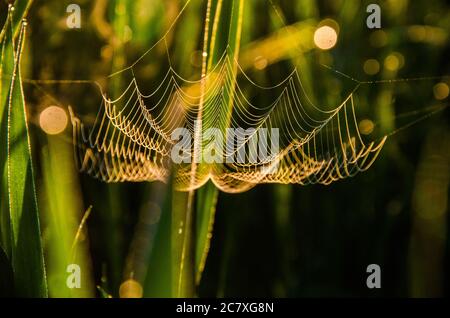 cobwebs in the morning mist. Juicy greens Stock Photo - Alamy