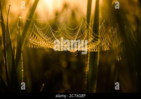 cobwebs in the morning mist. Juicy greens Stock Photo - Alamy