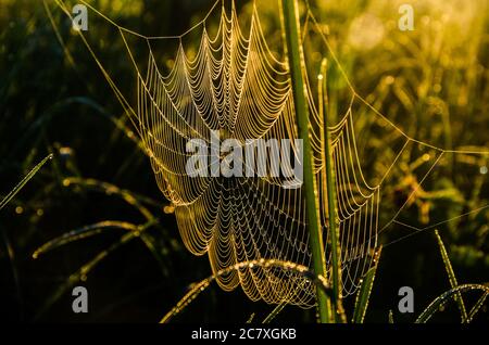 cobwebs in the morning mist. Juicy greens Stock Photo - Alamy