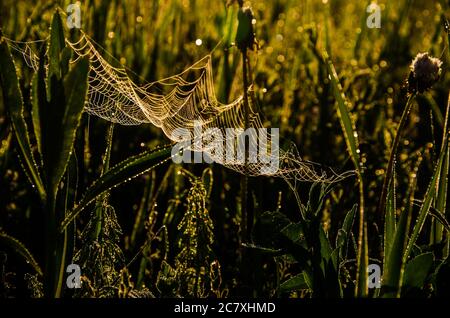cobwebs in the morning mist. Juicy greens Stock Photo - Alamy