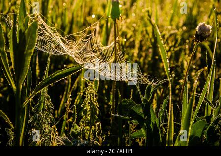 cobwebs in the morning mist. Juicy greens Stock Photo - Alamy