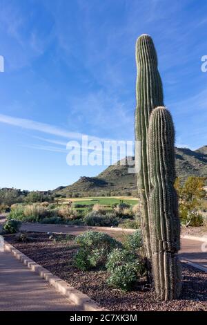 Golf Course Cactus in Arizona Stock Photo - Alamy