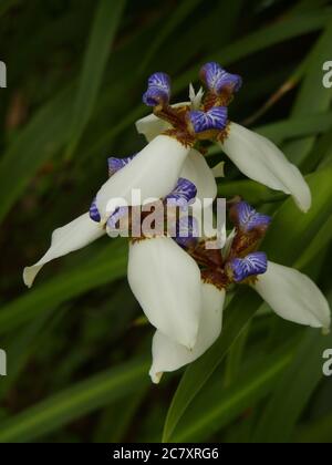 Closeup shot of beautiful Walking Irises under the sunlight Stock Photo ...