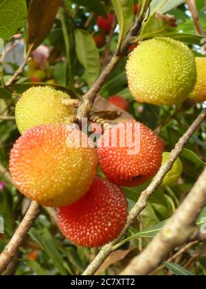 Closeup shot of Chinese Bayberries growing on a tree branch Stock Photo ...