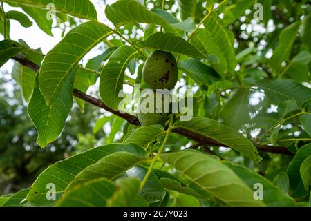 Green young walnuts grow on a tree. Variety Kocherzhenko close-up. The ...
