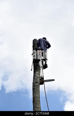 cutting coconut tree with a chain saw Stock Photo - Alamy