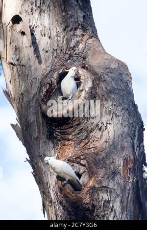 Sulphur-crested Cockatoo's nesting in large Eucalyptus Tree hollow ...