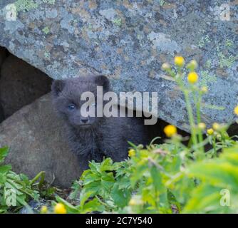 Close-up of a blue morph Arctic fox standing on grass, Hornstrandir ...