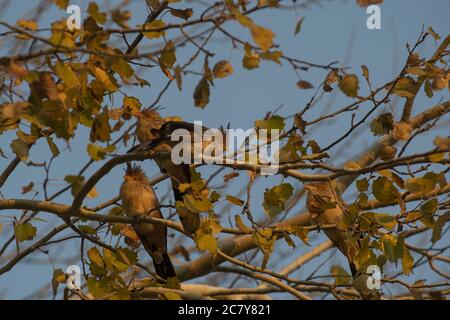 Some brown sparrows with high combs sitting on the benches of dry trees ...