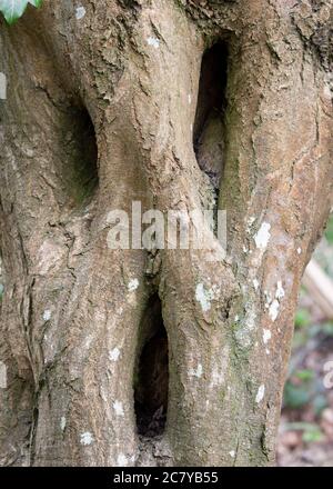 Pareidolia is the psychology of seeing faces in every day things like ...