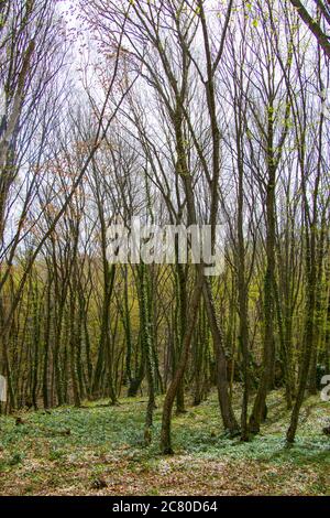 Georgian forest trees and environment,wild Stock Photo - Alamy