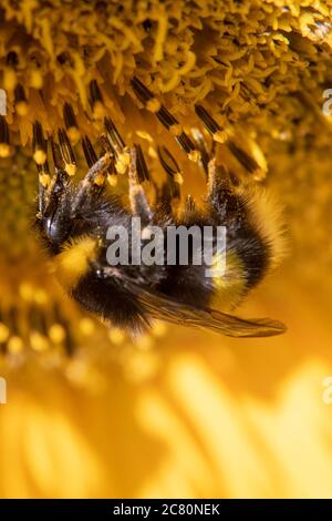 Breitbach, Germany. 20th July, 2020. Numerous sunflowers stand on a ...