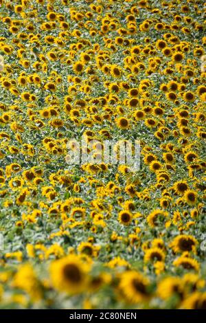 Breitbach, Germany. 20th July, 2020. Numerous sunflowers stand on a ...