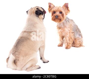 Back view of couple. beautiful friendly girl and guy together. Rear ...