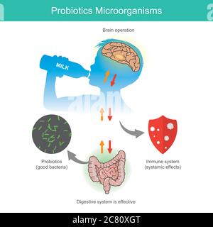Probiotic bacteria. Good microorganisms for healthy bacterial flora ...