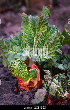 Closeup of green juicy rhubarb leaves in backlight in the garden Stock ...