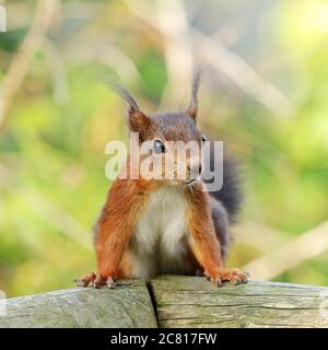 Red squirrels with their little tufty ears are such a delight. Such ...