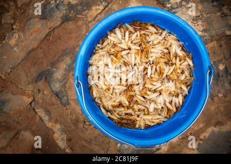 White ants (Isoptera); Gulu, Uganda Stock Photo - Alamy
