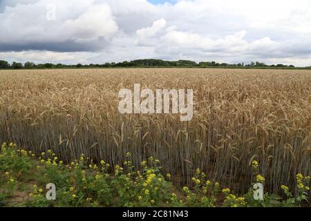 Golden ears of rye growing in the field Stock Photo - Alamy