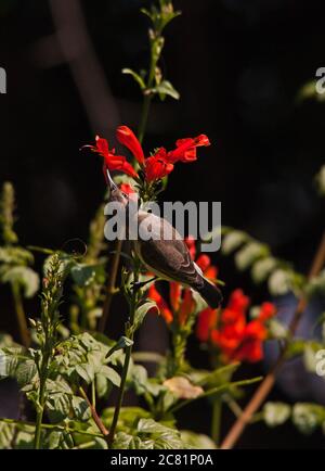 White-bellied sunbird (Cinnyris talatala), also known as the white ...
