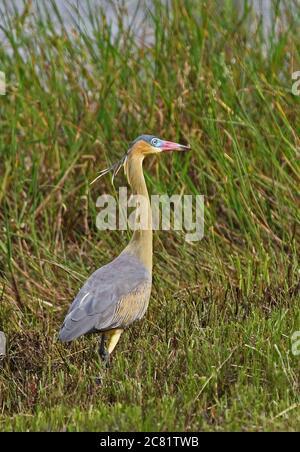 Whistling Heron, syrigma sibilatrix, Adults in Flight, Los Lianos in ...