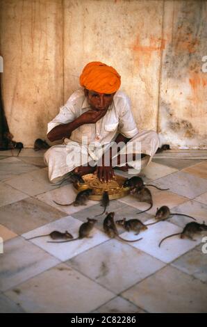 Indian man feeding a rat at hindu Temple of Rats (Karni Mata) in ...
