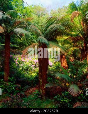 Lauragh, Co Kerry, Ireland; Trees In A Forest Stock Photo - Alamy